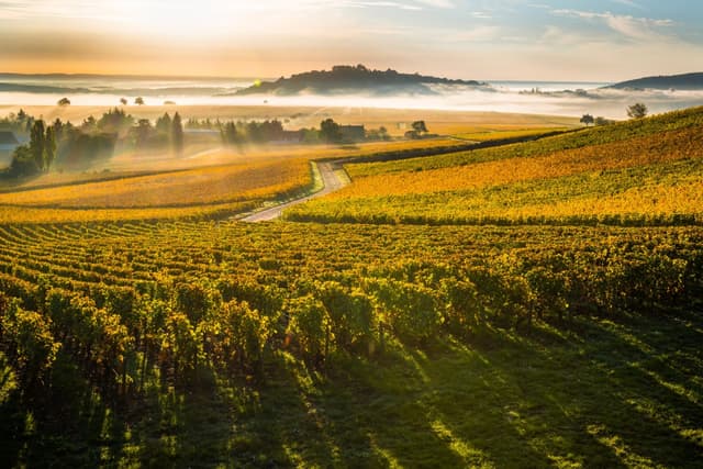 Fournier Sancerre Rosé ”Les Belles Vignes” - Provinum