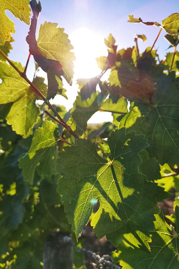 Fournier Sancerre Rosé ”Les Belles Vignes” - Provinum